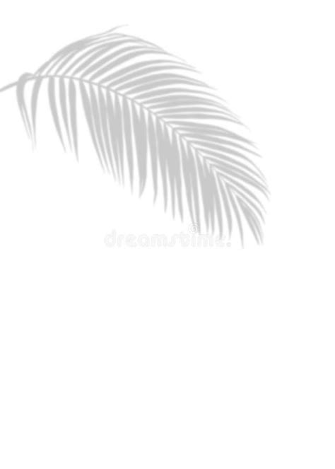 Blurry Grey Palm Leave Tree Silhouette Illustration With Nature