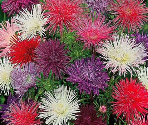 Aster Needle Unicum Mix Seeds Callistephus Chinensis