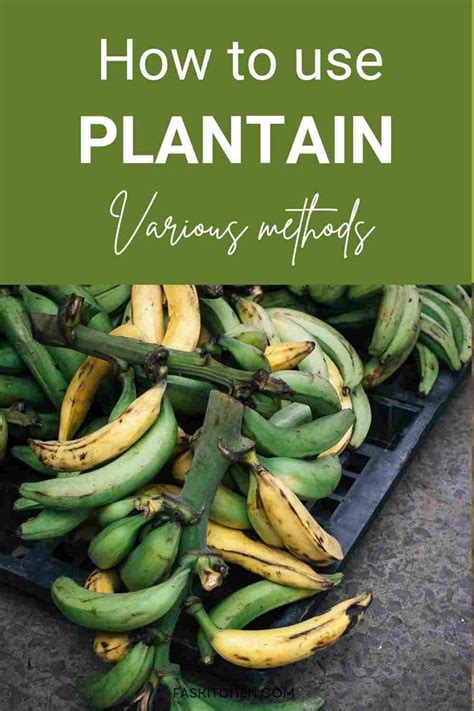 Plantain 101 Nutrition Benefits How To Use Buy Store Plantains A Complete Guide Fas