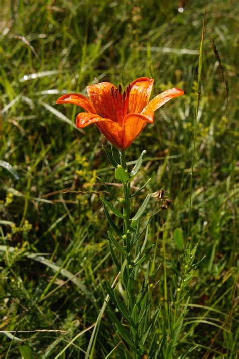 Primerki vrste brstična lilija (Lilium bulbiferum)
