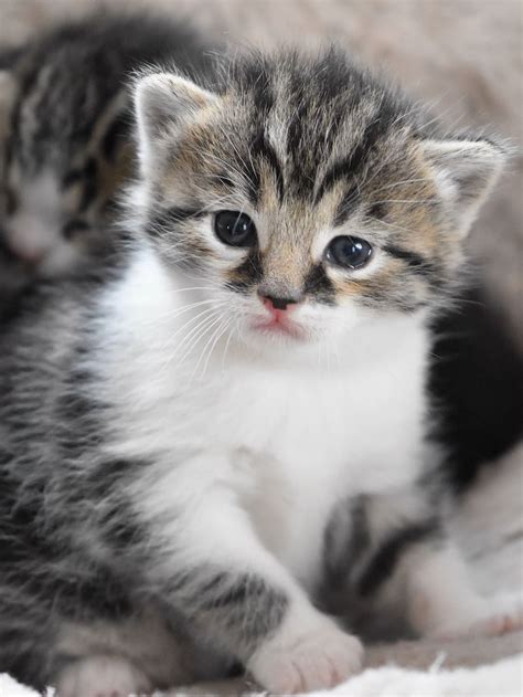 Cutest Fluffy Kittens