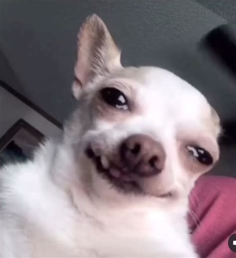 20 Chihuahua Memes That Are Too Funny Not To Laugh At Artofit