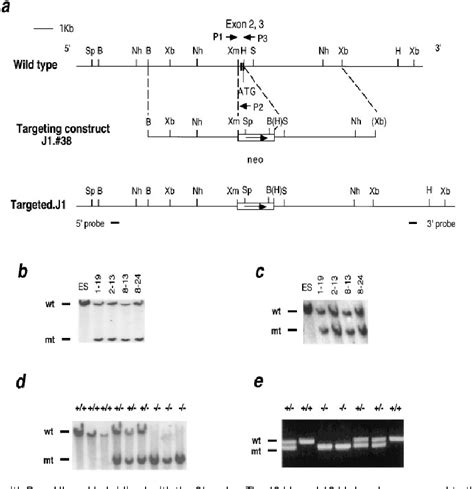 Axial Skeleton Structure Semantic Scholar