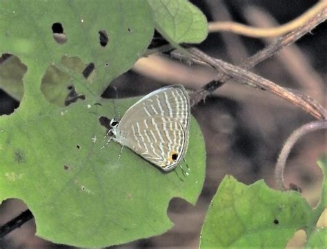 Jamides Celeno Cramer 1775 By Shivaprakash On 14 October 2020