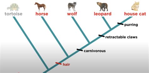 Biology Phylogenies Copy Flashcards Quizlet