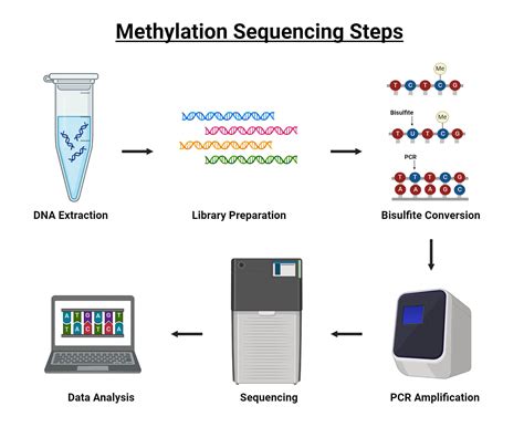 Methylation Sequencing Principle Methods Steps Uses Diagram