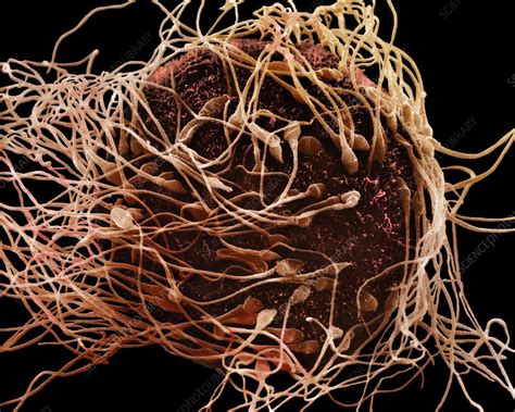 Human Spermatozoa Fertilizing An Egg Stock Image P648 0201