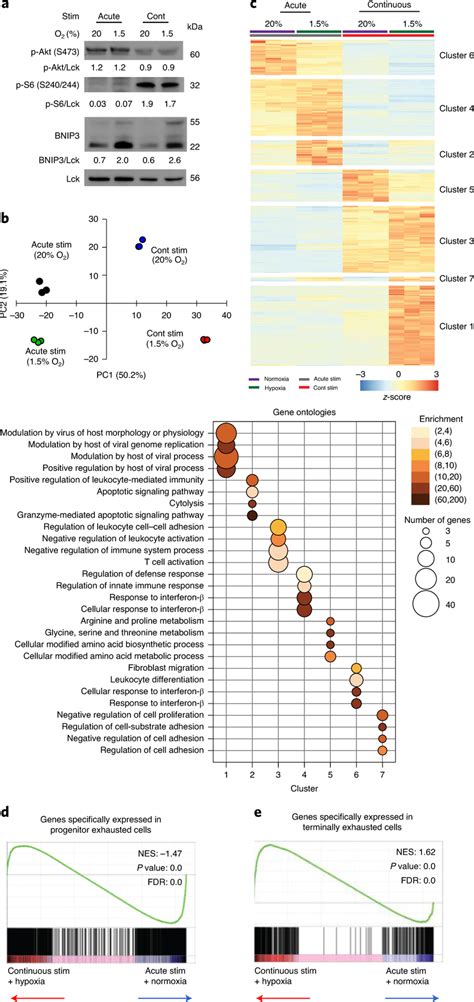 Continuous Activation Under Hypoxia Induces Distinct Intracellular Download Scientific Diagram