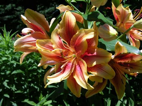 Luscious Liliums Welcome To Chris Hidden Harbor