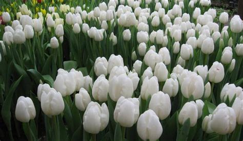 Голландские тюльпаны: фото, сорта, выращивание, посадка и уход