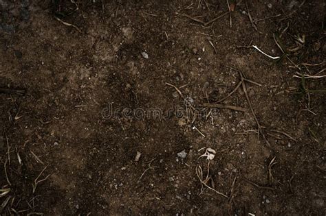 Dry Twigs On The Ground Small Branch Falls On The Dark Brown Ground