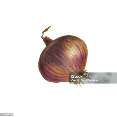 흰색 바탕에 수채화 빨간 양파입니다 손으로 그려 해당 익은 야채 음식 클립 아트 다이어트 메뉴 일러스트 레이 션 및 스크랩북에 대 한 완벽 한 붉은 양파에 대한 스톡 벡터