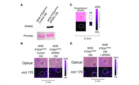 A Transfection Of Sparc In Moe Pten Shrna Results In Overexpression Download Scientific