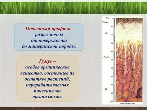 Почва презентация онлайн
