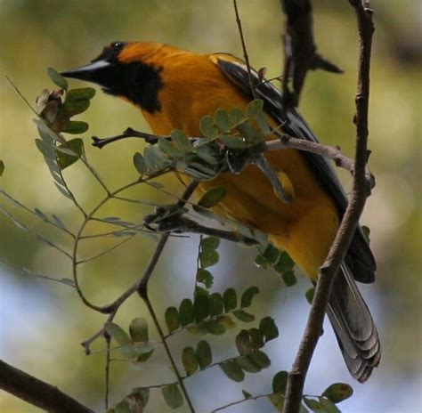 Types Of Orioles Birdwatching