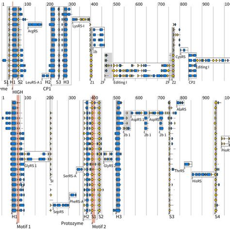 Multiple Sequence Alignment Of Class I Top And Class Ii Bottom