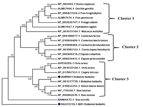 Phylogenetic Tree Of Mx2 Protein Of Buffalo And Other Mammalian Download Scientific Diagram