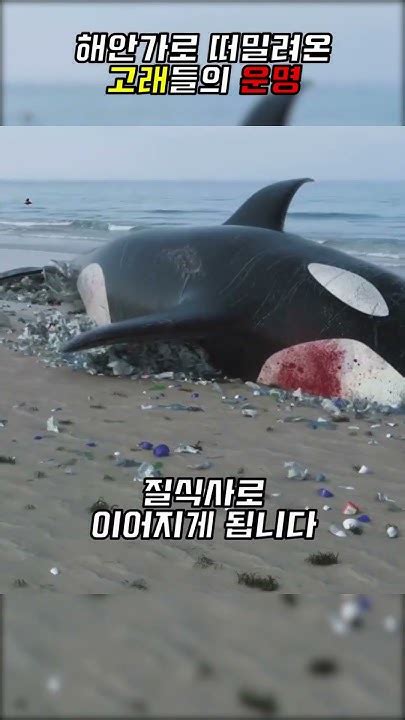 해변에 있는 고래는 절대 건들이지마세요 Youtube