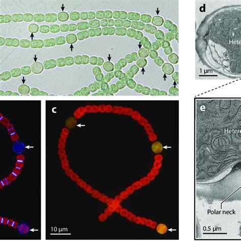 Pdf The Making Of A Heterocyst In Cyanobacteria