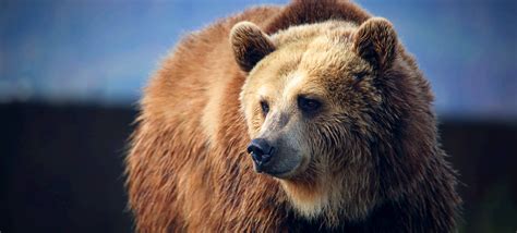 Definitive Guide To Brown Bear Facts Habitat Conservation Status Zoo