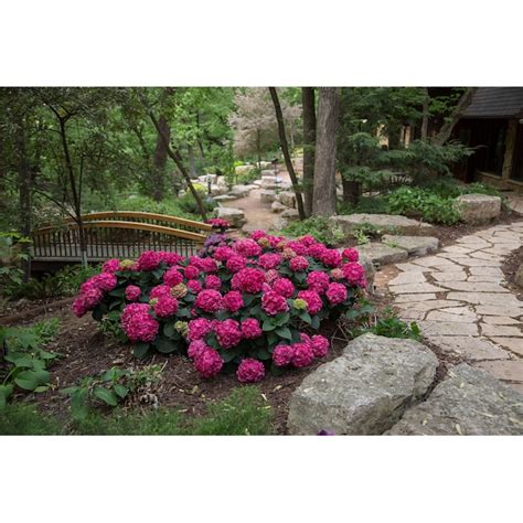 Endless Summer Multicolor Summer Crush Reblooming Hydrangea Flowering