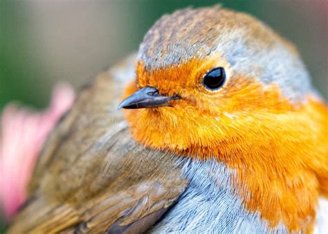 Robin Red Breast Dublin S Red Breasted Beauty Erithacus Rubecula