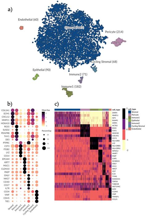 single cell clustering and identification of endometrial cells a