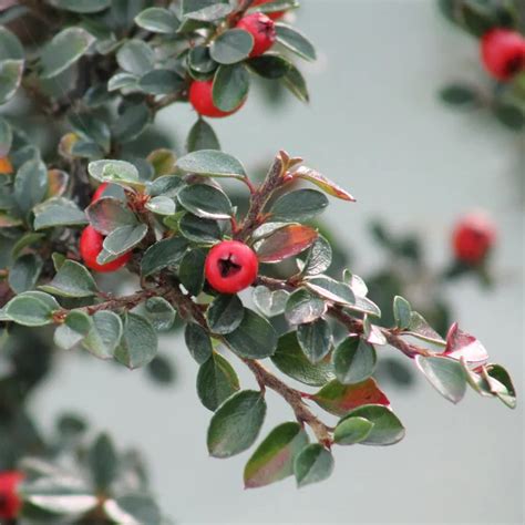Complete Guide To Watering Bonsai Tips Techniques And Precautions