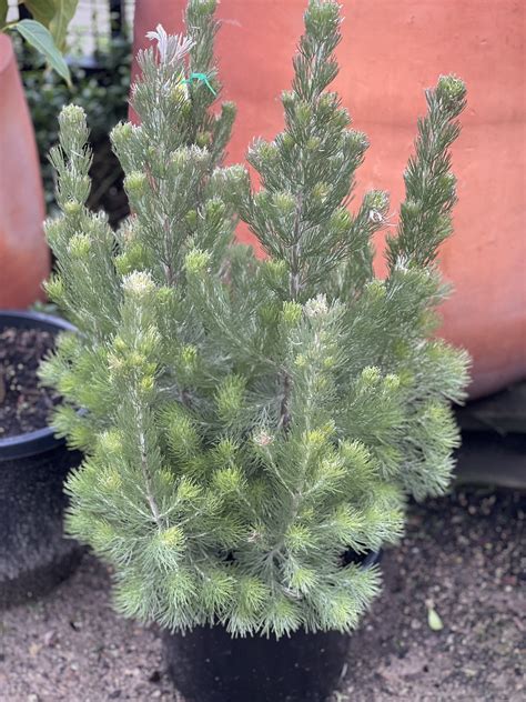 Adenanthos Sericeus Silver Silk Northcote Nursery