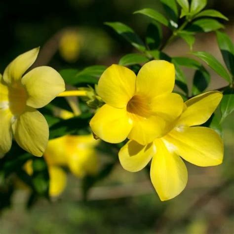 Allamanda Creeper Yellow Flower फ्लॉवरिंग प्लांट फूलदार पौधे