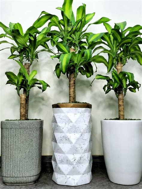 Potted Plants For Dark Rooms In Dubai And Abu Dhabi Green Hands