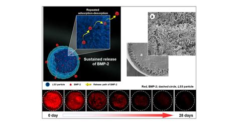 Sustained Release Of Bmp 2 From Porous Particles With Leaf Stacked Structure For Bone
