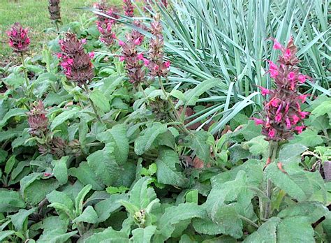 How To Grow Hummingbird Sage Garden Dust