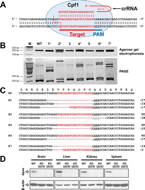 Generation Of Cpf1 Mediated Apoe Mutant Rats A Target Dna Sequence Download Scientific