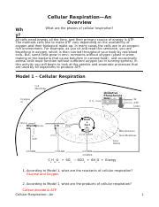 Understanding Cellular Respiration: Phases, Processes, and ATP | Course Hero