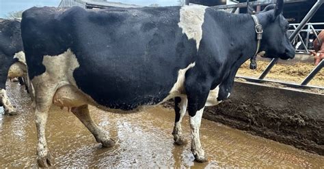 38 Organic Irish Friesian Jersey Cross In Calf Dairy Breeding Cows