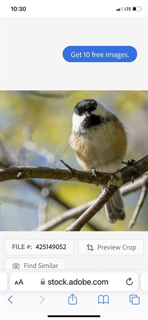 Pin By Teresa On Bokeh Bokeh Animals Bird