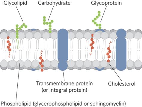 Chemical Structure Of Lipids