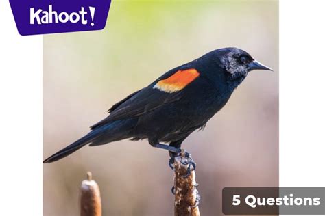 Birds 1 Exit Pass Kahoot Quiz