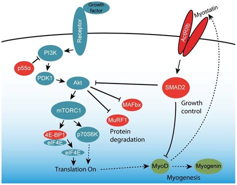 The Satellite Cell Activating Protein Synthesis Signaling Blue And Download Scientific