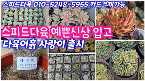 2492 🌹러블리로즈 10개 1만원 난봉옥 재입고 예쁜신상들🌹 다육이전용흙 사랑이 출시🌹 스피드다육 010 5248 5955 전국택배가능 유료광고포함 Youtube