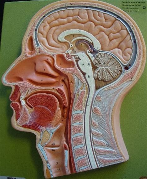 Human Brain Lymphatic System Model Diagram Quizlet