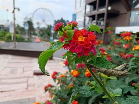 Infinix Hot I Review Best Budget Camera Smartphone