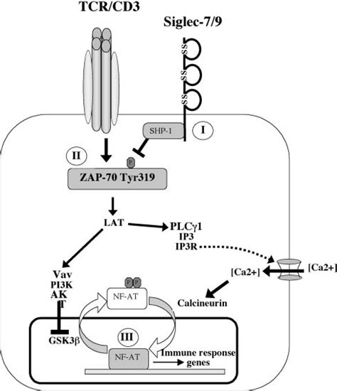Analysis Of Siglec 7 And Siglec 9 Regulation Of Tcr Signaling In This