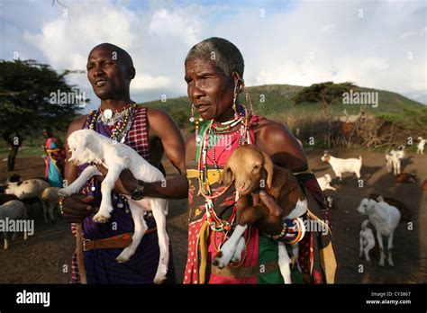 Maasai Tribe In Kenyafarming Farm Agriculture Goat Goats Sheep