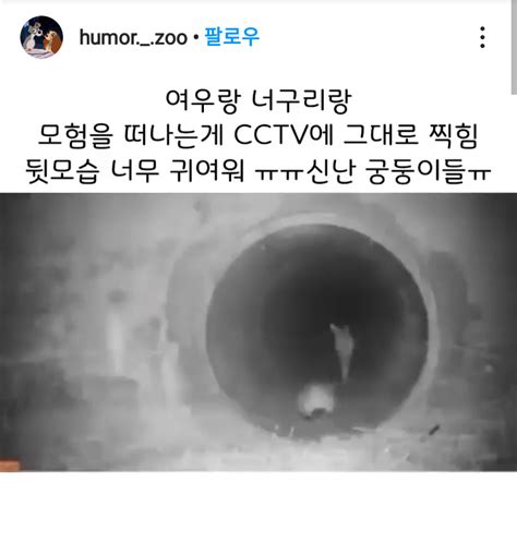 여우랑 너구리랑