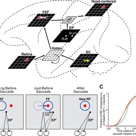 Circuit Based Computational Model A The Neural Network Of Rao Et Al