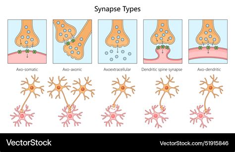 Types Of Synapses In Neural Connections Diagram Vector Image