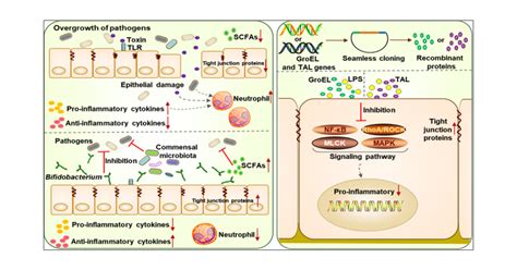 Bifidobacterium Bifidum H3 R2 And Its Molecular Communication Within The Context Of Ulcerative Bifidobacterium Bifidum H3 R2 And Its Molecular Communication Within The Context Of Ulcerative