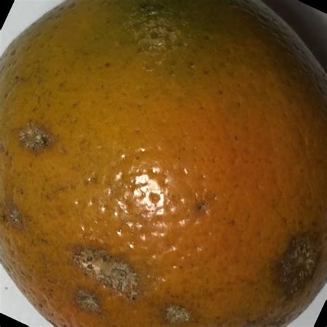 Canker Object Detection Object Detection Dataset By Research